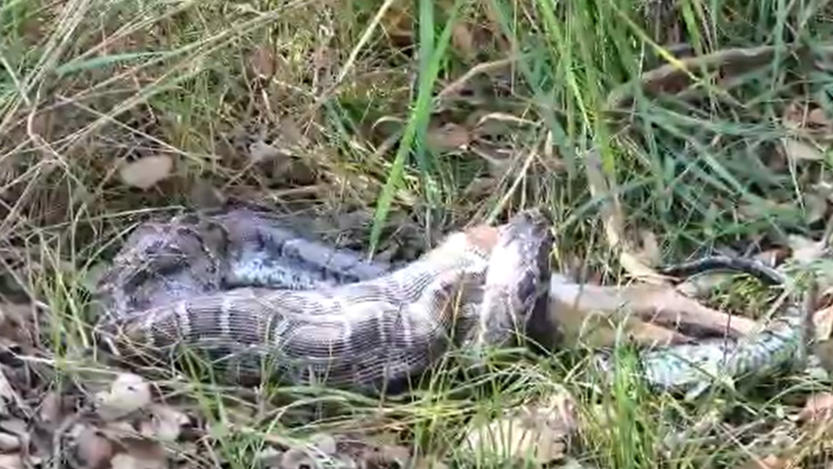 Python Swallows Calf Alive: ఆవు దూడను సజీవంగా మింగేసిన కొండ చిలువ, సగ ...