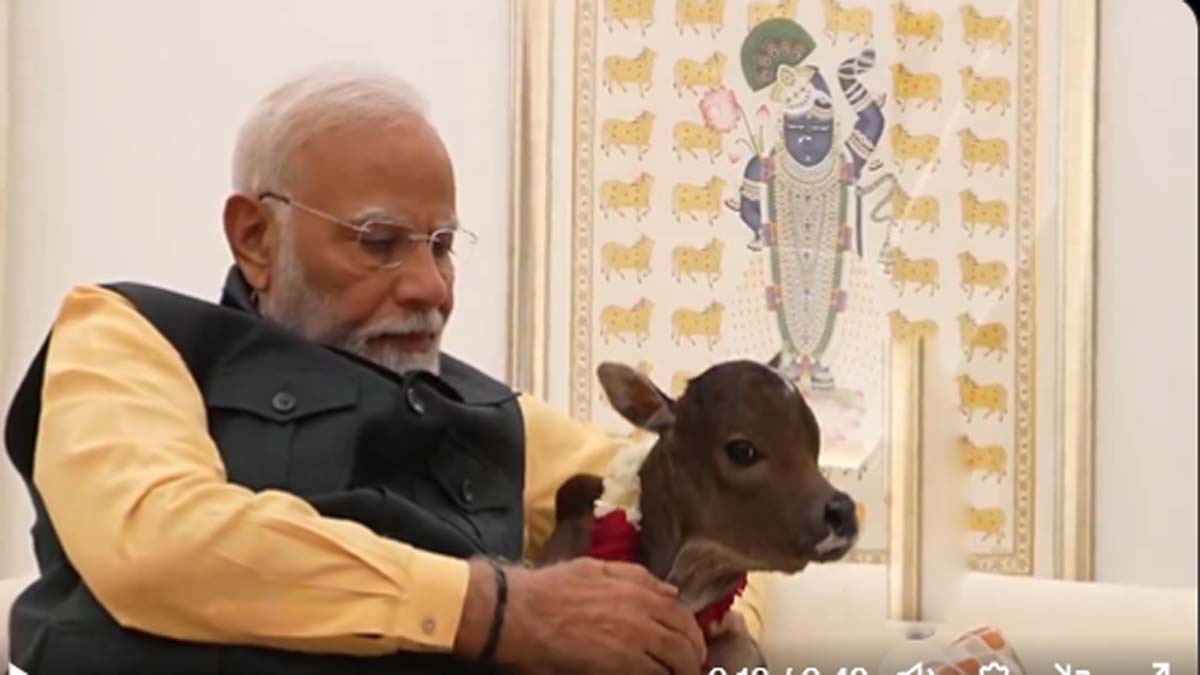 Cow In PM Modi House: ప్రధాని మోడీ నివాసంలో దూడకు జన్మనిచ్చిన ఆవు ...