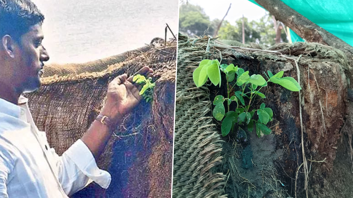 Cinema Tree Sprout Again: వరదల కారణంగా కూలిన 150 సంవత్సరాల పురాతన ...