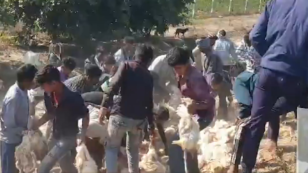 Chicken Hunt On Road: బర్డ్ ఫ్లూ భయం లేనేలేదు.. కోడి దొరికిందా.. లేదా ...