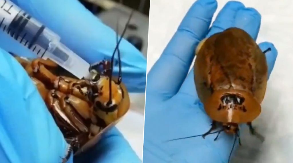 Cockroach Pregnancy: బొద్దింకకు పురిటినొప్పులు, ఎంతో శ్రమకోర్చి ...