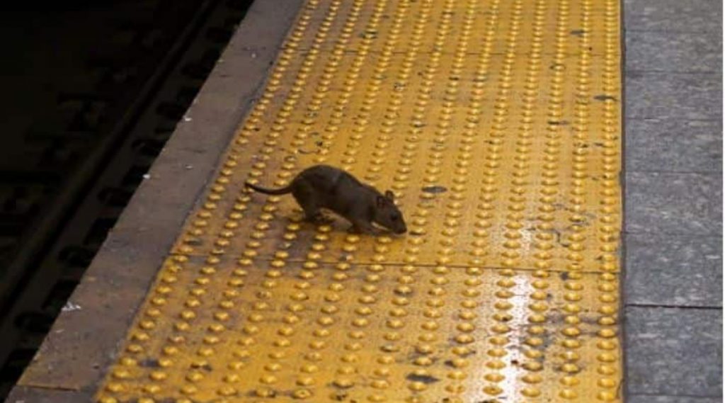 Rat Problem In New York: న్యూయార్క్ నగరాన్ని పట్టి పీడిస్తున్న ఎలుకల ...