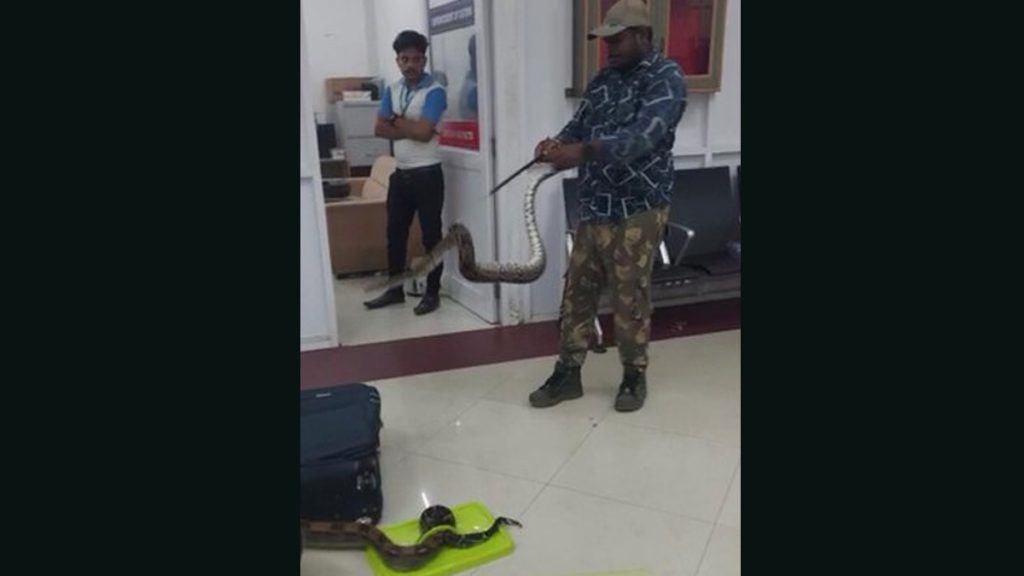Snakes In Airport: చెన్నై విమానాశ్రయంలో షాకింగ్ సీన్.. మహిళ లగేజీలో 22 ...