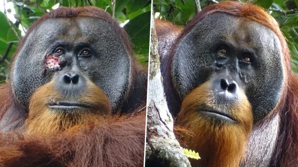 Monkey Treating Wound in World First: మనుషులే కాదు అడవుల్లో జీవించే ...